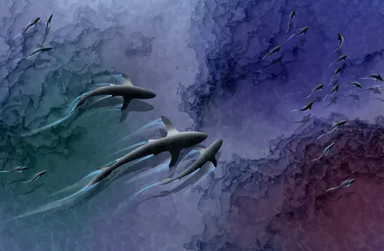 Акула юрского периода уже была высоко развита - Хлебопечка.ру